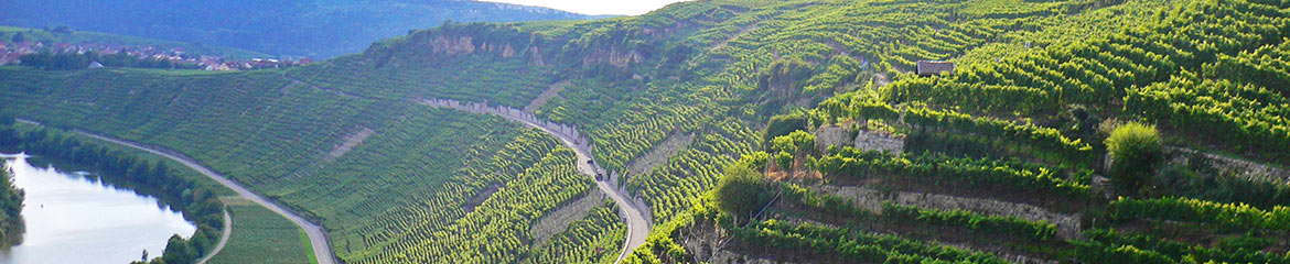 Wein aus Steillagen Felsengarten Hessigheim